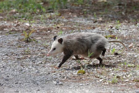 Canada’s "New National Animal" Might Surprise You - Animals Around The ...