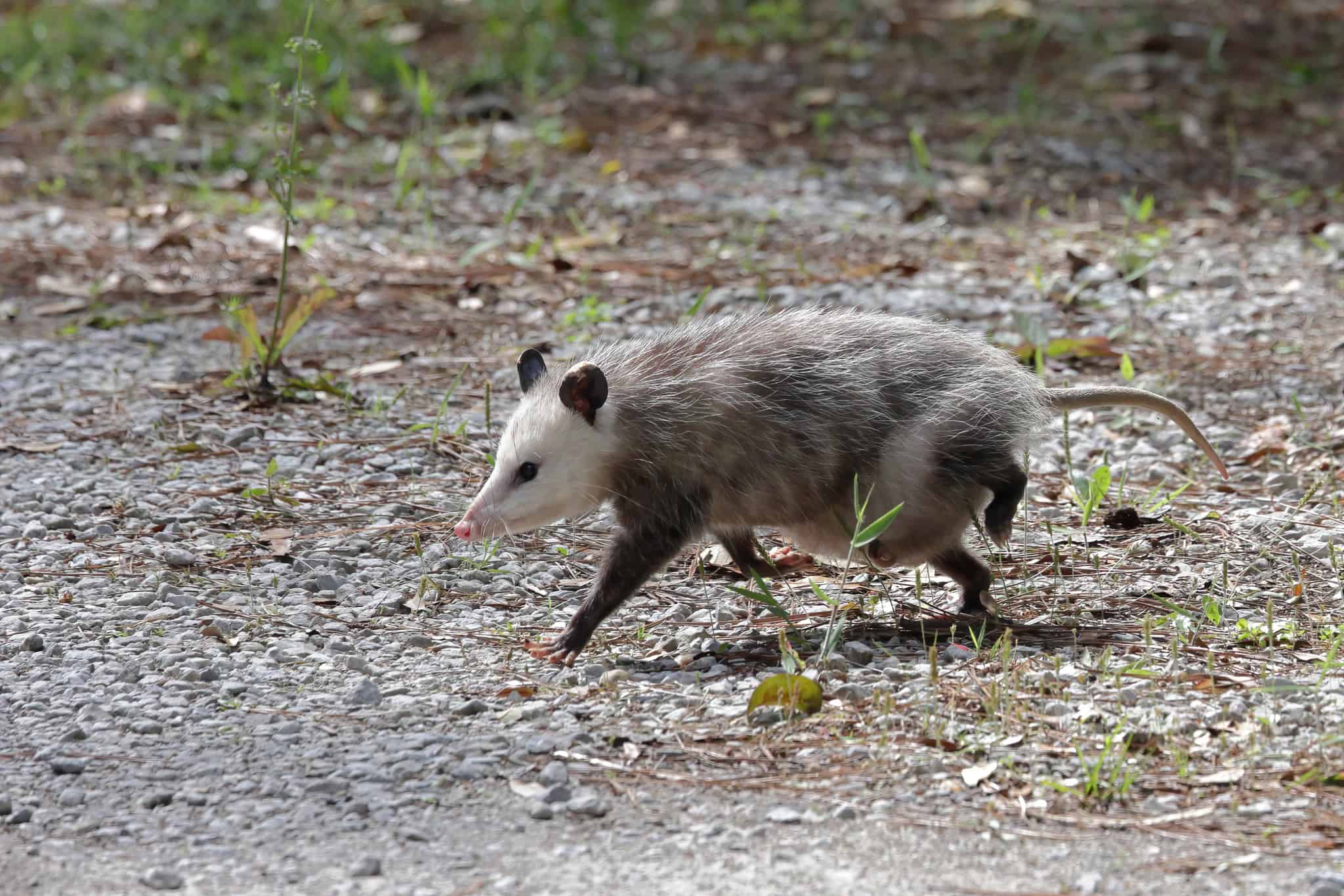 Canada’s "New National Animal" Might Surprise You - Animals Around The ...