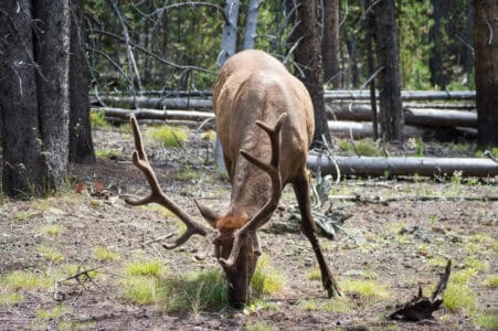 The Biggest Elk Ever Spotted in the US