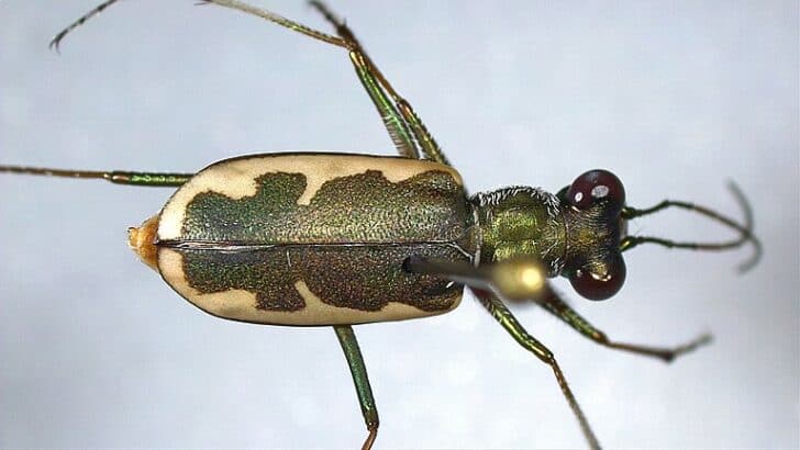 45 of the Newest Animal Species Discovered in 2024 - Animals Around The ...
