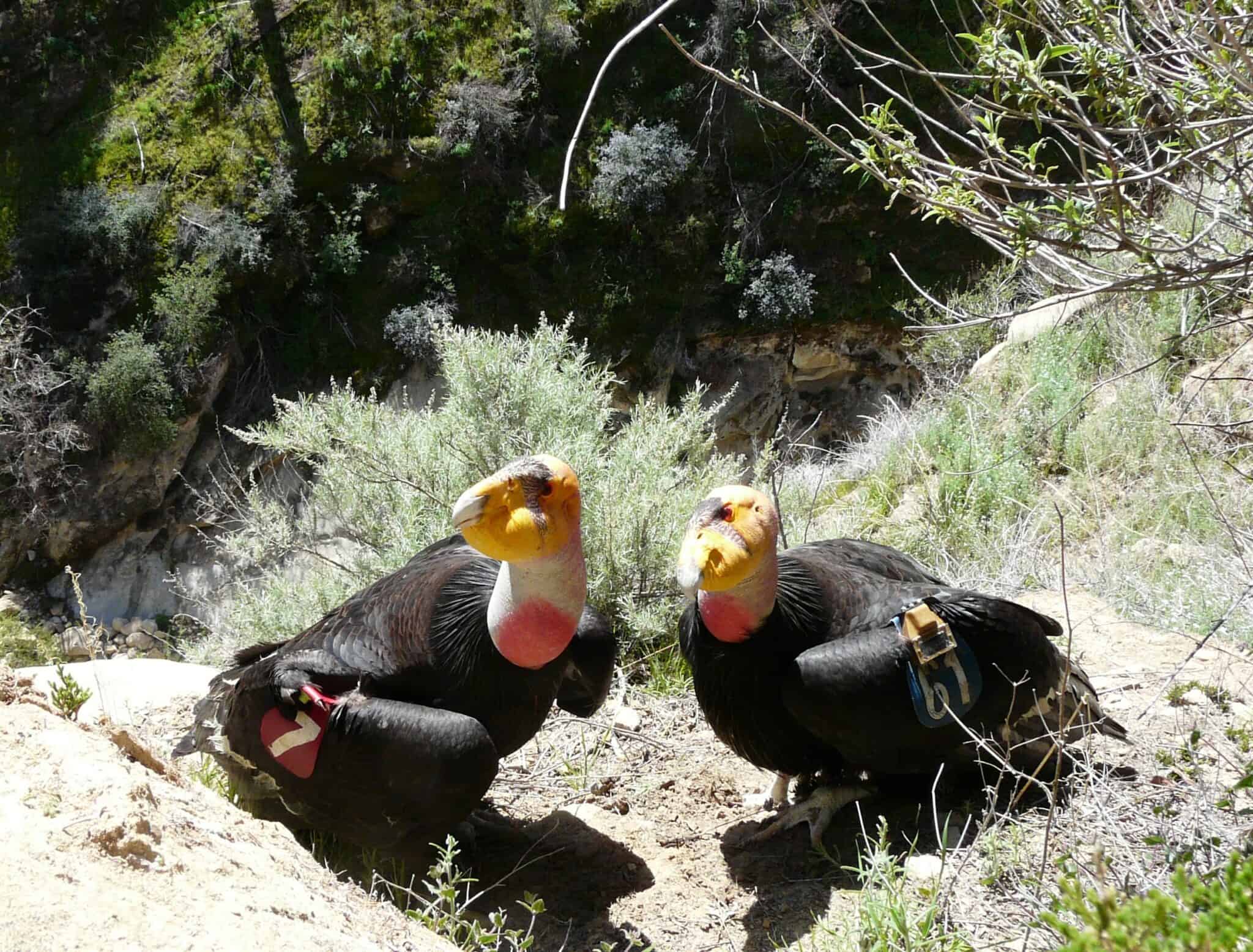 How the California Condor Was Brought Back from the Brink - Animals ...