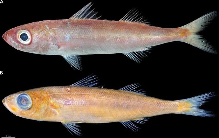 45 of the Newest Animal Species Discovered in 2024 - Animals Around The ...