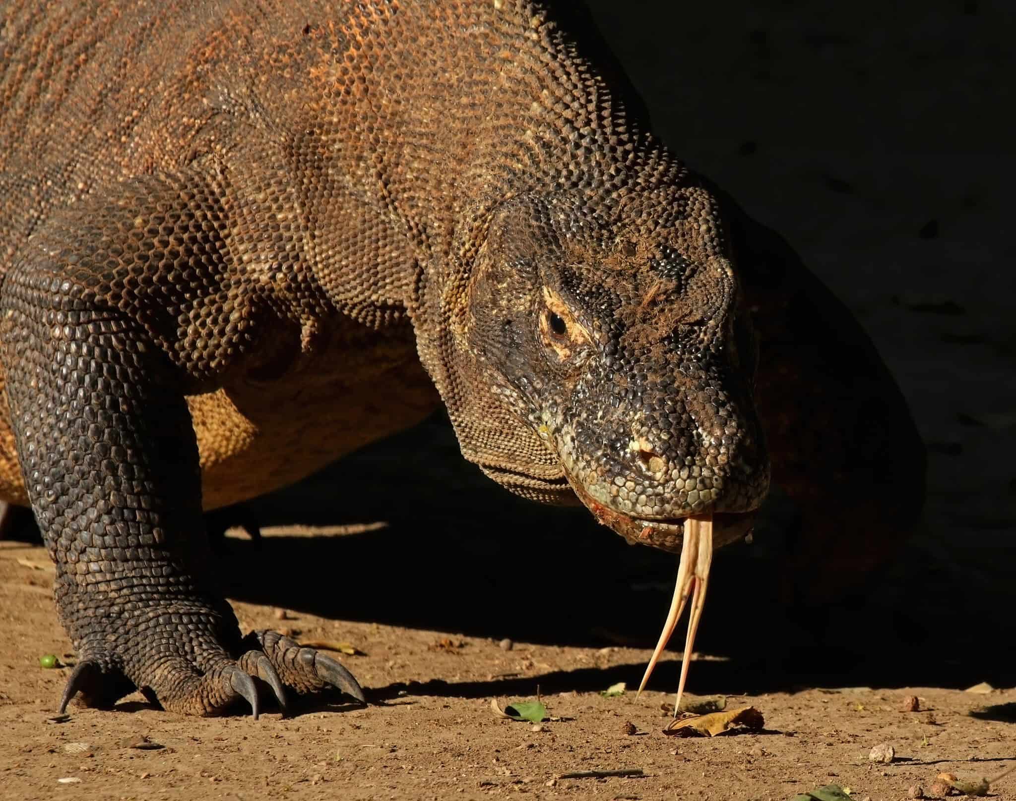 Are Dragons Real? 6 Animals That Inspired Mythical Legends