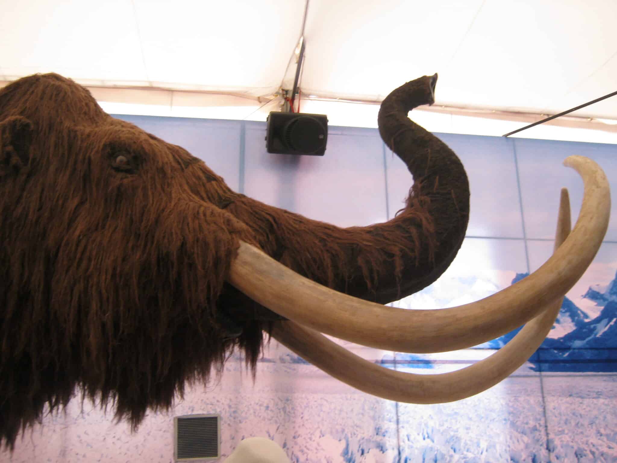 How the Mastodon and Mammoth Coexisted in the Ice Age