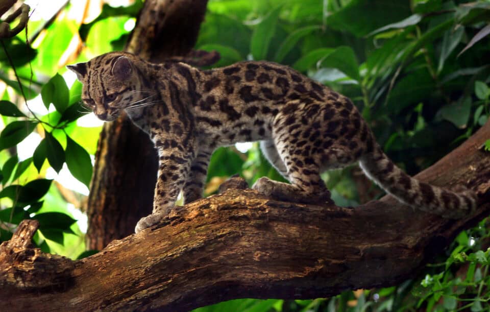 11 Creatures That Ambush Their Prey - Animals Around The Globe