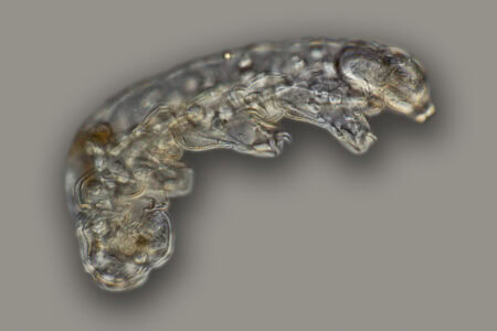 This Insect Can Survive in Outer Space