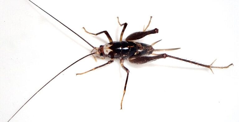 45 of the Newest Animal Species Discovered in 2024 - Animals Around The ...