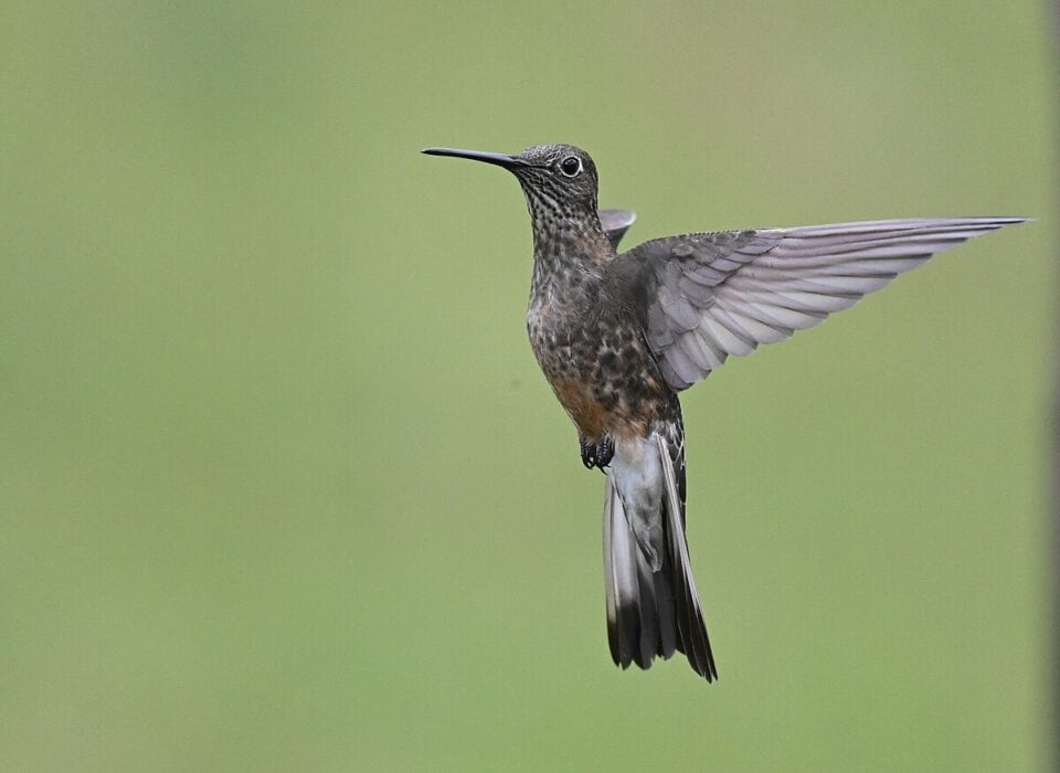45 of the Newest Animal Species Discovered in 2024 - Animals Around The ...