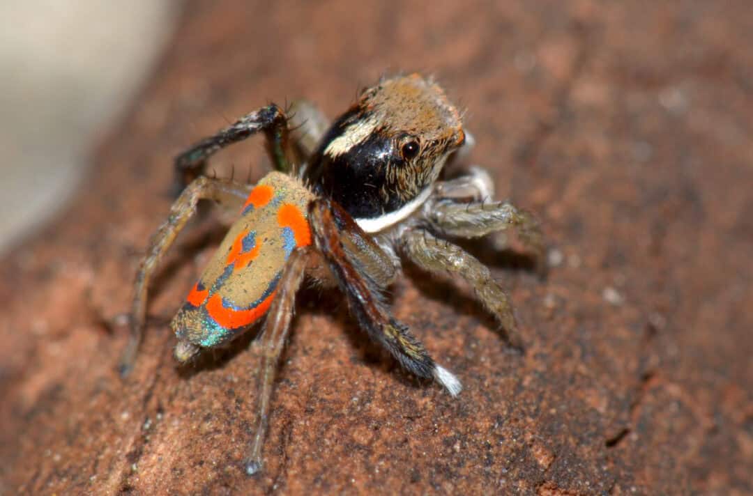 14 Most Beautiful Spiders in the World - Animals Around The Globe