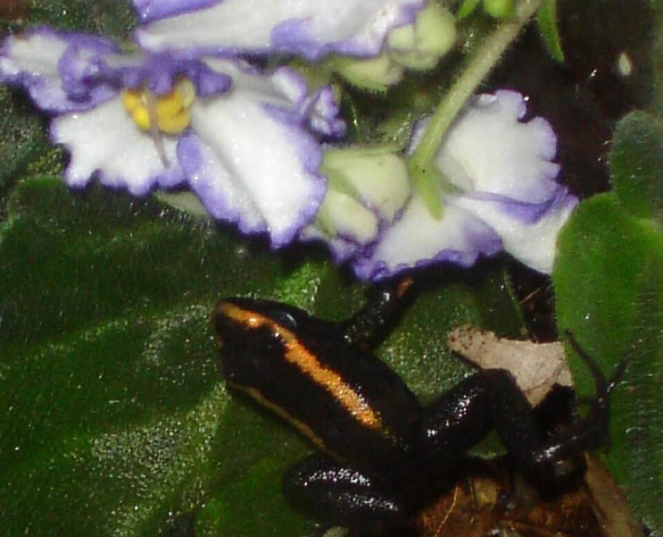 45 of the Newest Animal Species Discovered in 2024 - Animals Around The ...