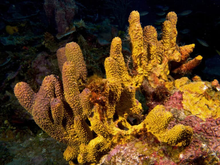 The Oldest Living Creature Found in the Ocean