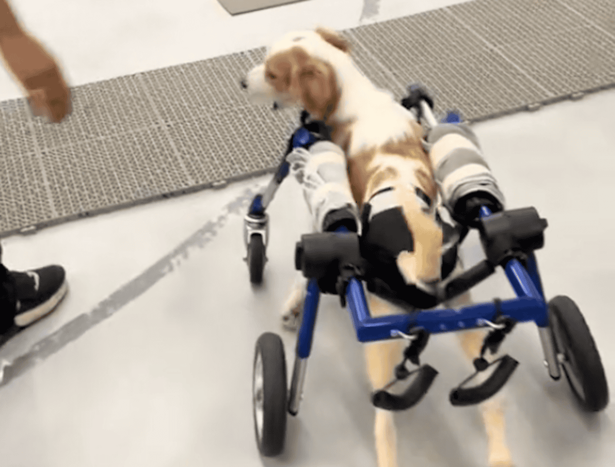 One Week Recovery Of A Dog Who Was Found Laying In A Dire Situation ...