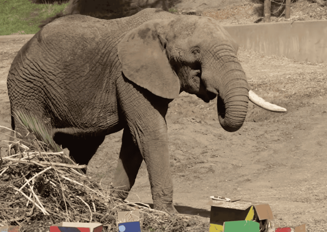 Oakland Zoo To Relocate African Elephant Osh To A Sanctuary - Animals ...