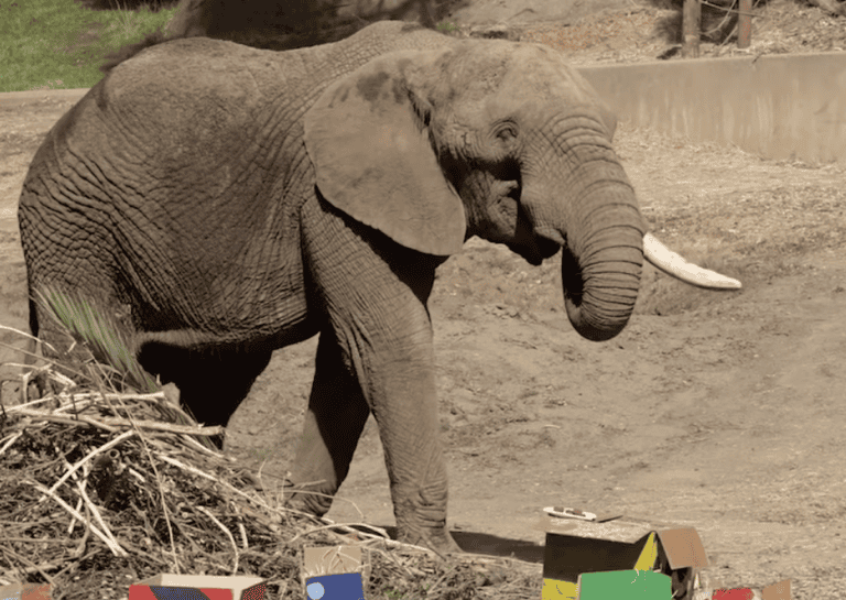 Oakland Zoo To Relocate African Elephant Osh To A Sanctuary - Animals ...