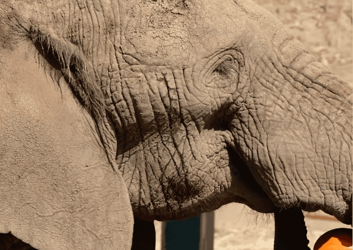 Oakland Zoo To Relocate African Elephant Osh To A Sanctuary - Animals ...