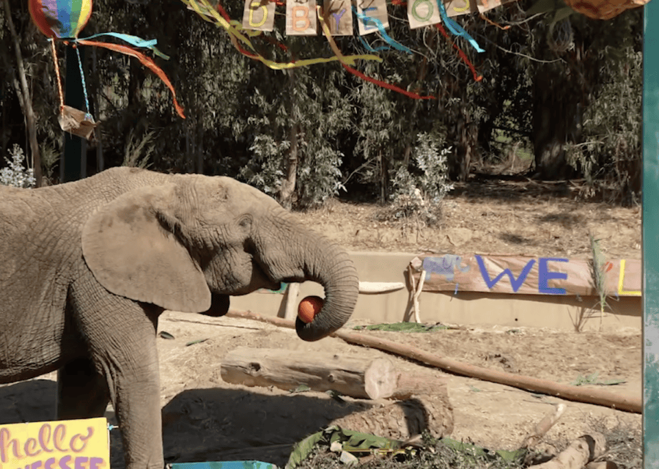 Oakland Zoo To Relocate African Elephant Osh To A Sanctuary - Animals ...