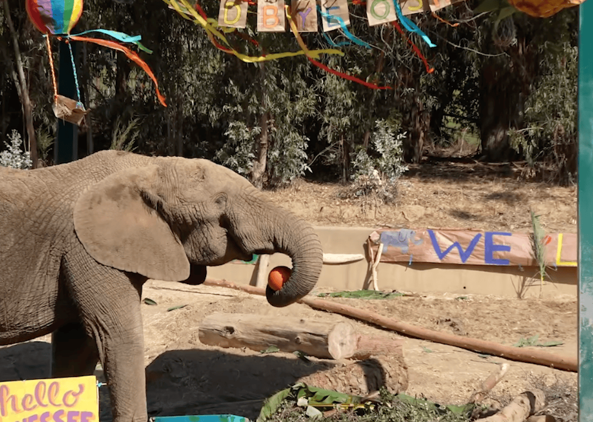 Oakland Zoo To Relocate African Elephant Osh To A Sanctuary - Animals ...