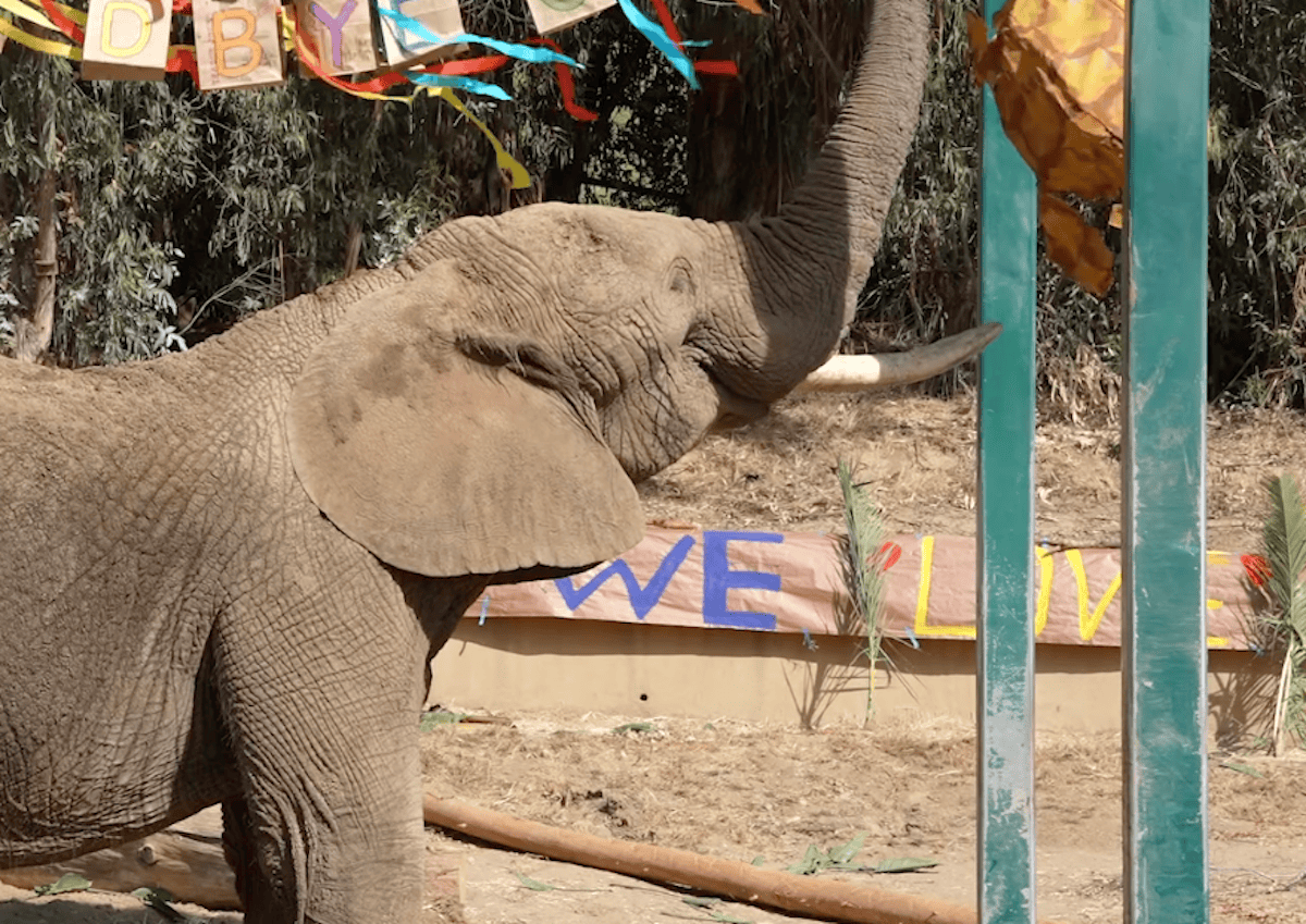 Oakland Zoo To Relocate African Elephant Osh To A Sanctuary - Animals ...