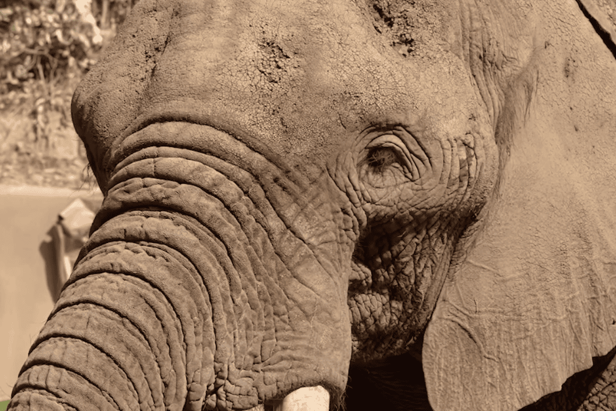 Oakland Zoo To Relocate African Elephant Osh To A Sanctuary - Animals ...