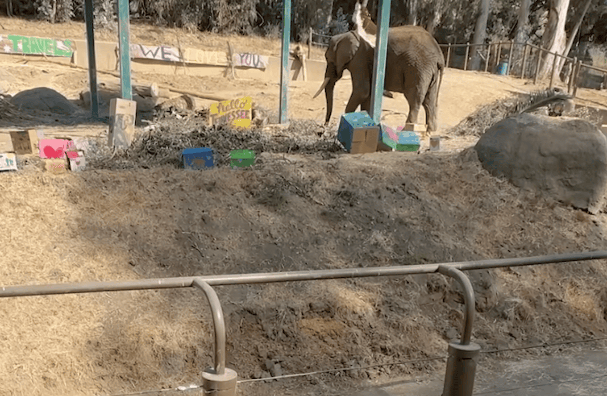 Oakland Zoo To Relocate African Elephant Osh To A Sanctuary - Animals ...
