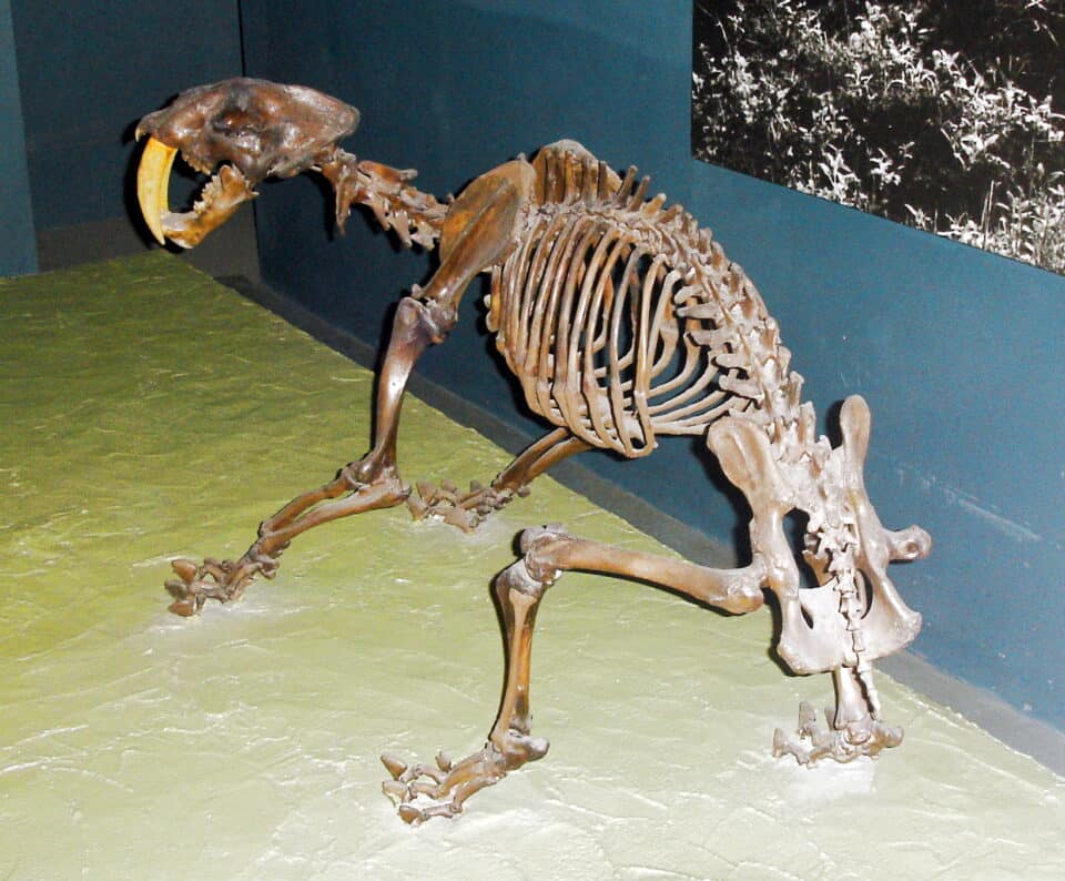 Fossils Suggest Saber-Tooth Cats Lived Longer Than Believed