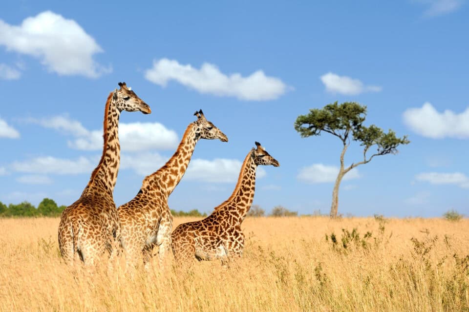 14 Fascinating Facts About Giraffes - Animals Around The Globe