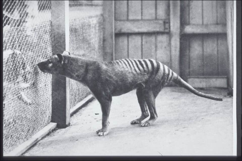 Bringing Back the Past: The Potential and Pitfalls of De-Extinction ...