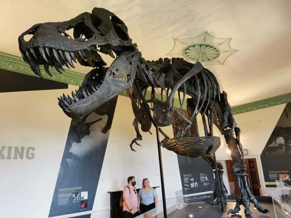 Chickens Share DNA With T. Rex - Animals Around The Globe