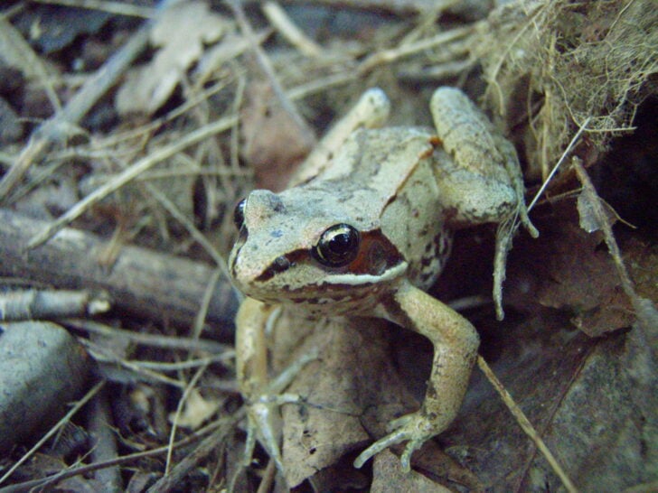 The Frog That Freezes and Comes Back to Life