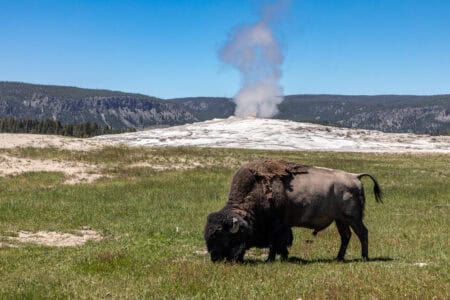 Bison’s Seasonal Mating: The Importance of the Rutting Period - Animals ...