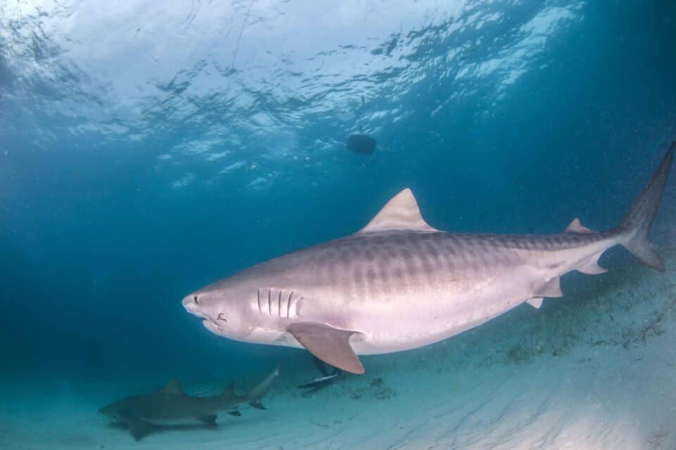 How Tiger Sharks Got Their Reputation as Ocean Scavengers - Animals ...