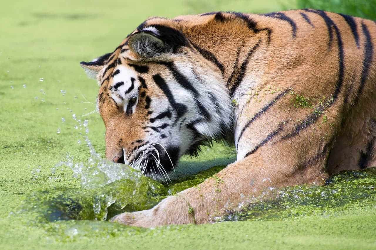 How the Sunda Tiger is Holding On to the Edge of Survival - Animals ...