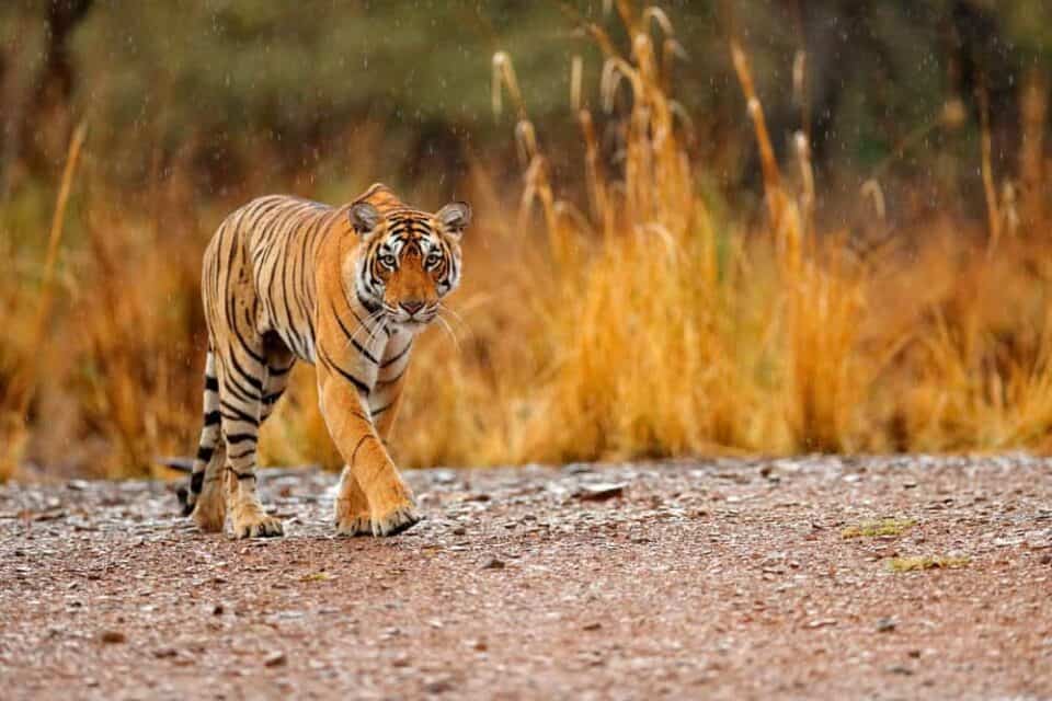 Record-Breaking Largest Tiger Ever Recorded (857 Pounds) - Animals ...