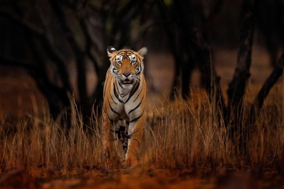 Record-Breaking Largest Tiger Ever Recorded (857 Pounds) - Animals ...