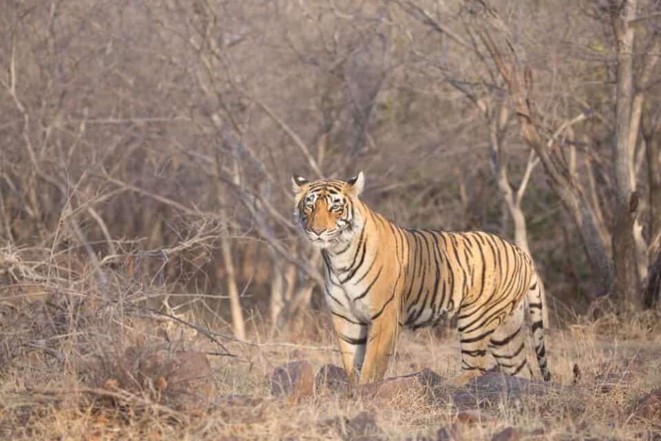 Record-Breaking Largest Tiger Ever Recorded (857 Pounds) - Animals ...