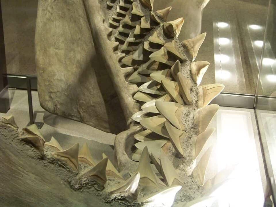 The Mighty Megalodon: An Ancient Shark That Ruled the Oceans - Animals ...