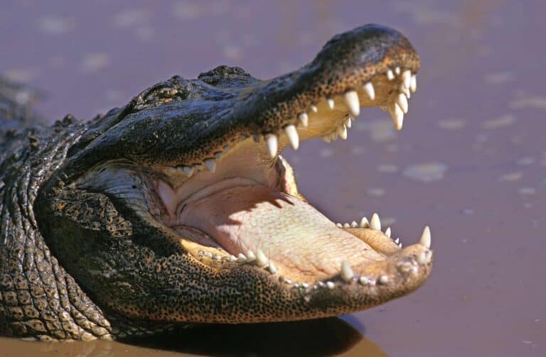 The Strongest Bite Force in the Animal Kingdom - Animals Around The Globe