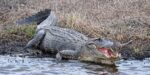 15 Alligator Behaviors That Make Them Apex Survivors - Animals Around ...