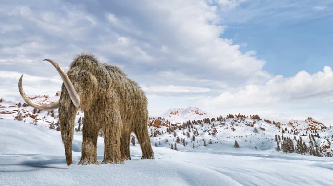 How Close Are We to Cloning the Woolly Mammoth? - Animals Around The Globe