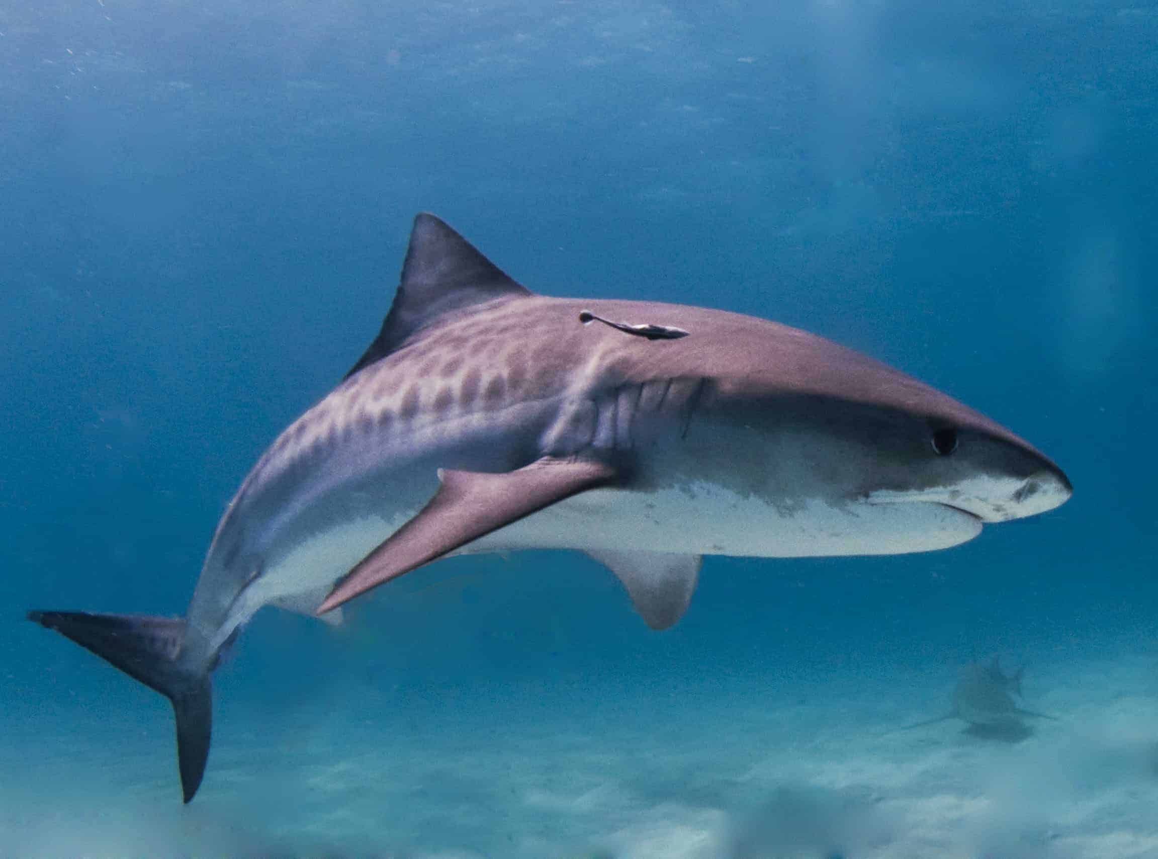 Terrifying Sea Creatures That Lurk Near Florida’s Beaches - Animals ...