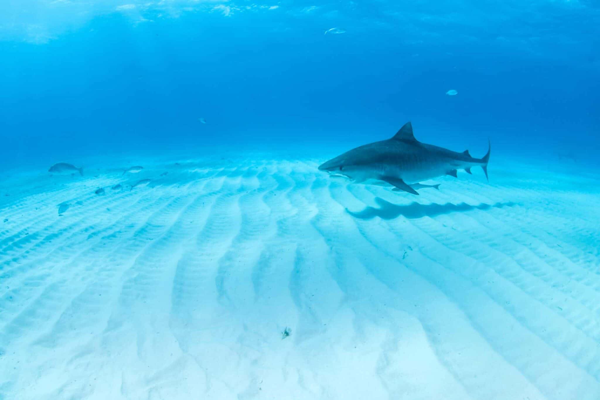 How Tiger Sharks Got Their Reputation as Ocean Scavengers - Animals ...