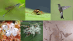 45 of the Newest Animal Species Discovered in 2024 - Animals Around The ...