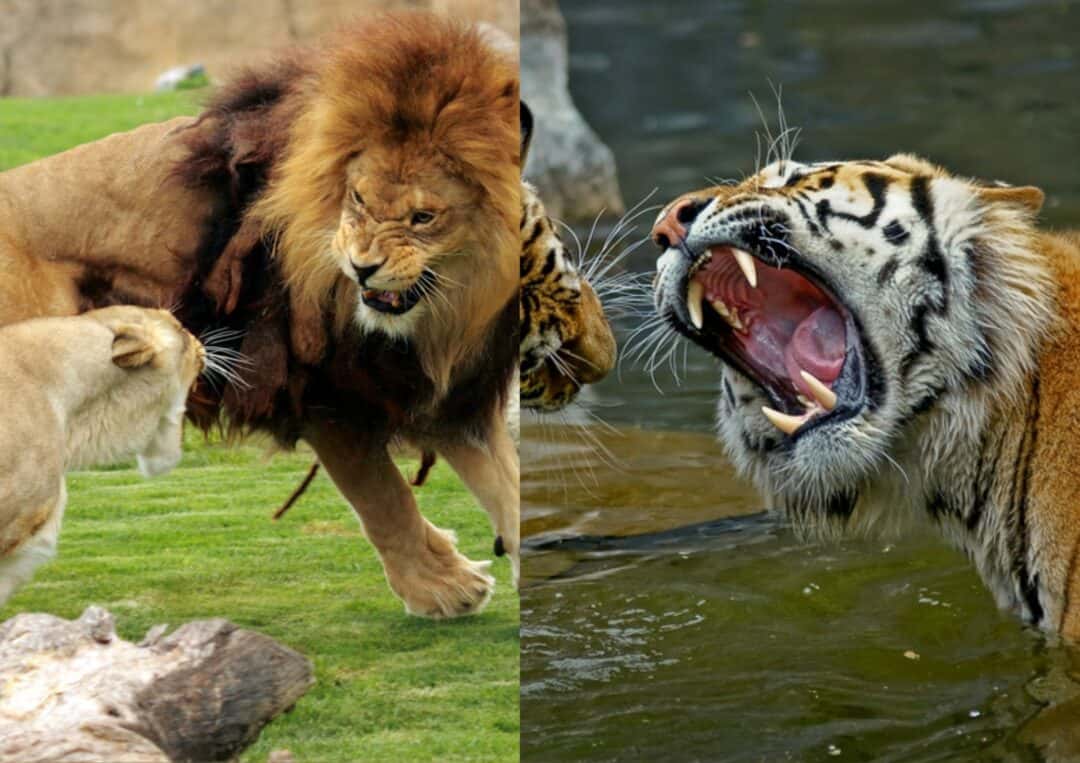 The Animal Kingdom’s Deadliest Showdowns: Predator vs. Predator ...