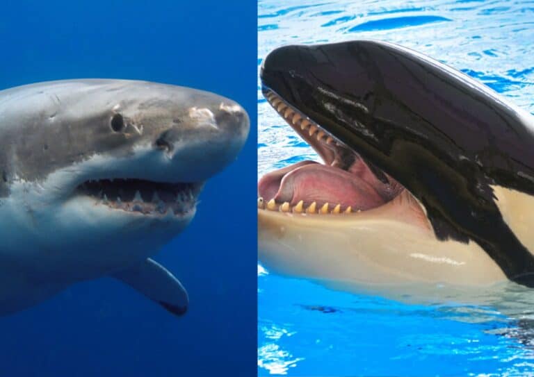 The Animal Kingdom’s Deadliest Showdowns: Predator vs. Predator ...