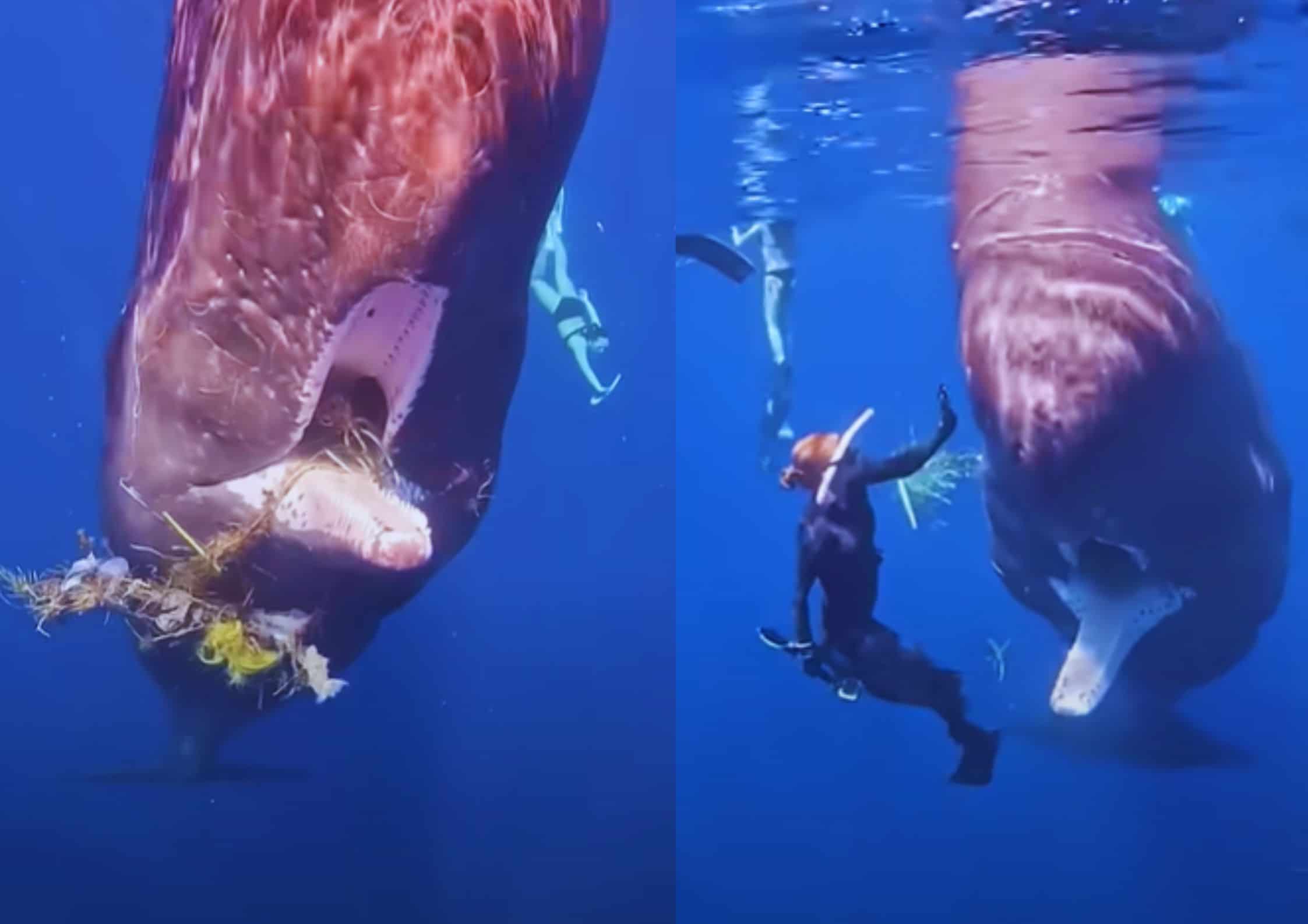 A Helpless Whale’s Struggle Sparks a Brave Photographer’s Heroic Act