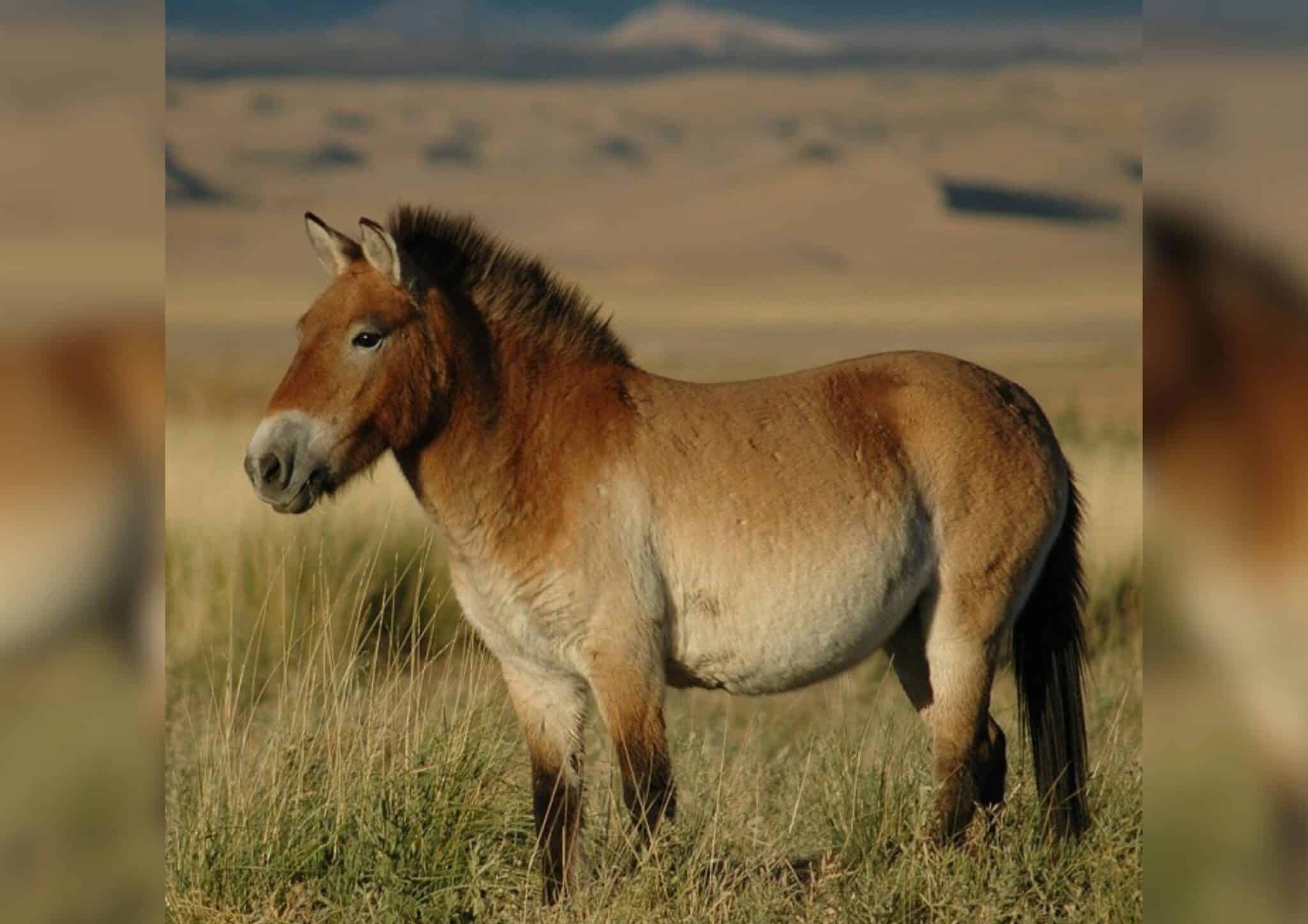 13 Creatures Living in Chernobyl Today - Animals Around The Globe