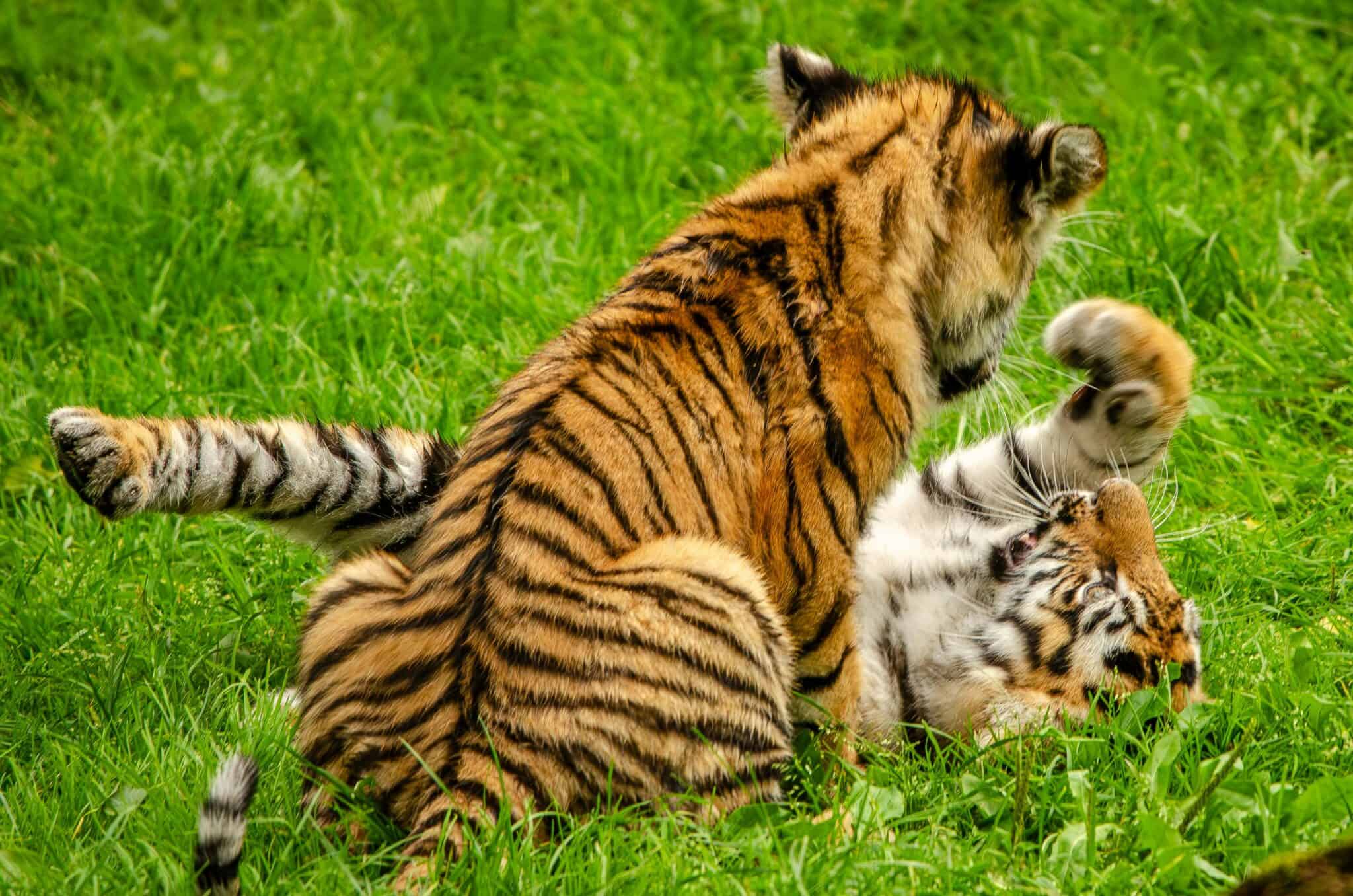 10 Surprising Facts About Tigers You have Probably Never Heard ...