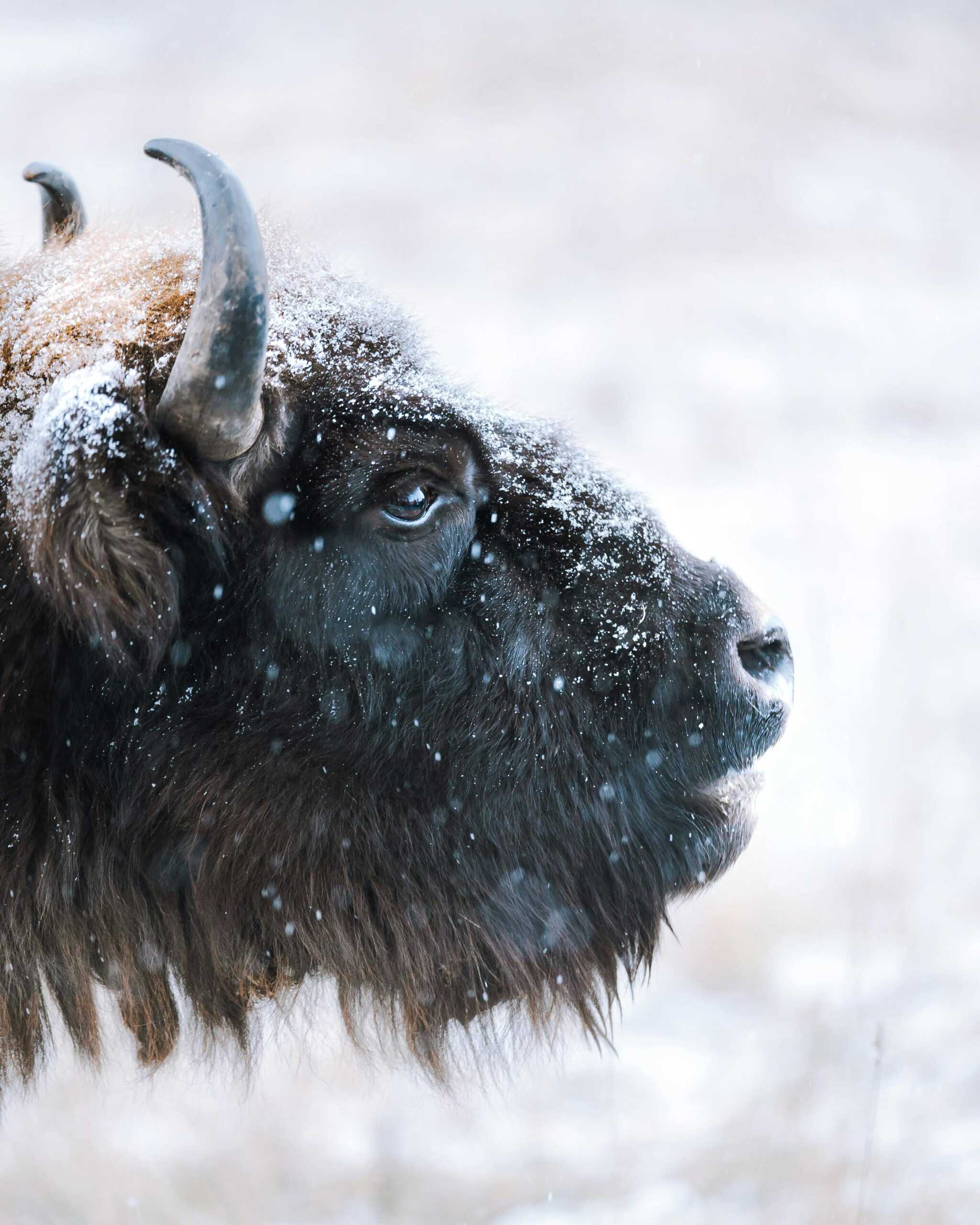 Adorable Young Bison Playing in Yellowstone’s Snowy Landscape - Animals ...