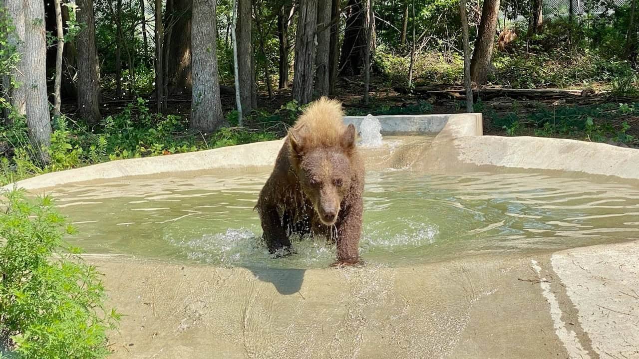 Bald Bear Rescued on Christmas Eve Makes a Stunning Transformation in ...