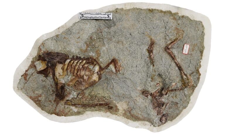 Newly Discovered 100-Million-Year-Old Oviraptorosaur Fossils Found in ...